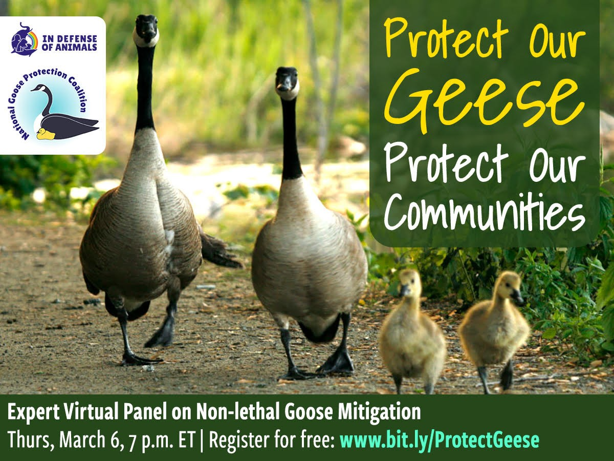 Please attend the Canada Goose webinar | Exposing the Big Game